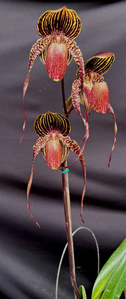 Awarded Orchids – The Orchid Society of New South Wales