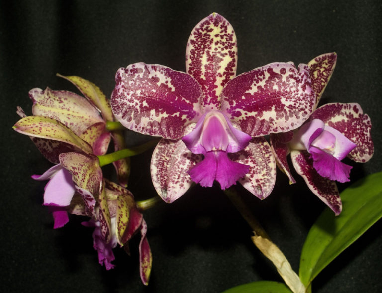 Awarded Orchids – The Orchid Society of New South Wales